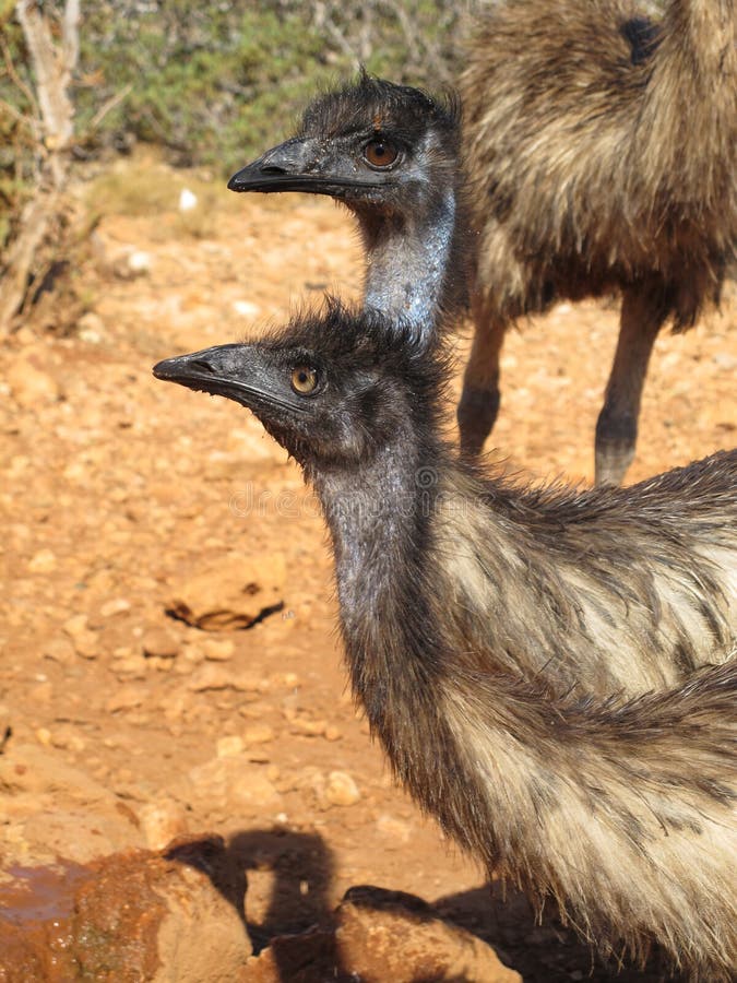 Emus, australia stock photo. Image of face, australian - 65770902