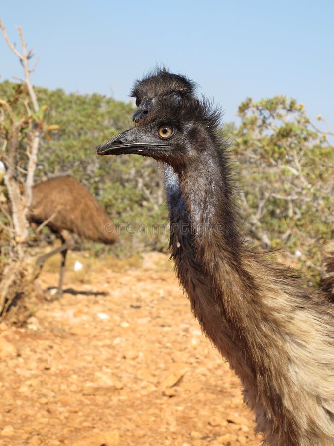 Emus, australia stock image. Image of adelaide, native - 65770927