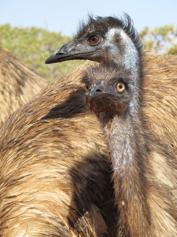 Emus, australia stock image. Image of hair, outback, farm - 65771045