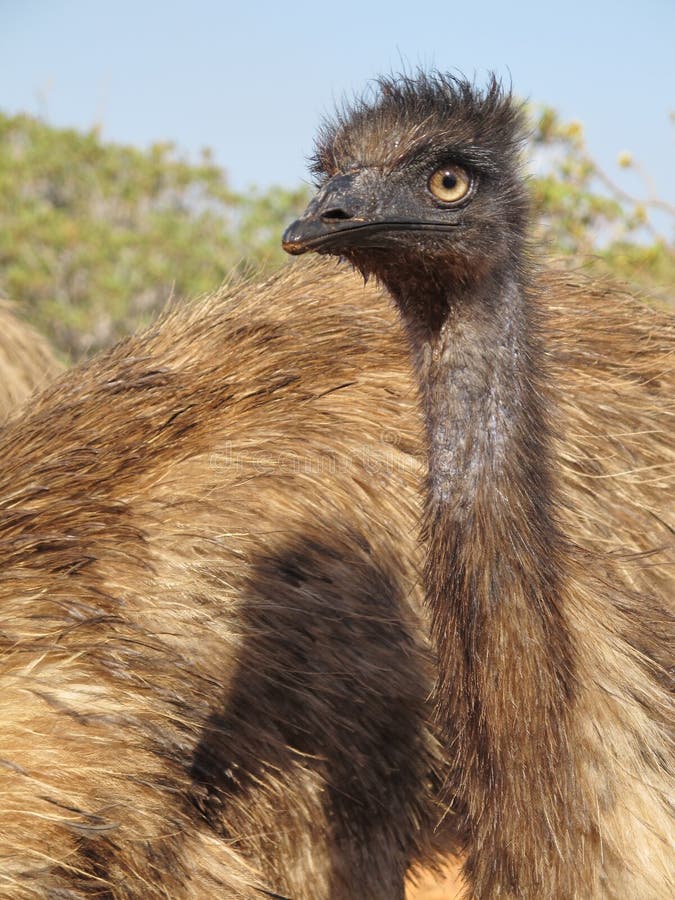 Emus, australia stock image. Image of animal, bird, natural - 65771375