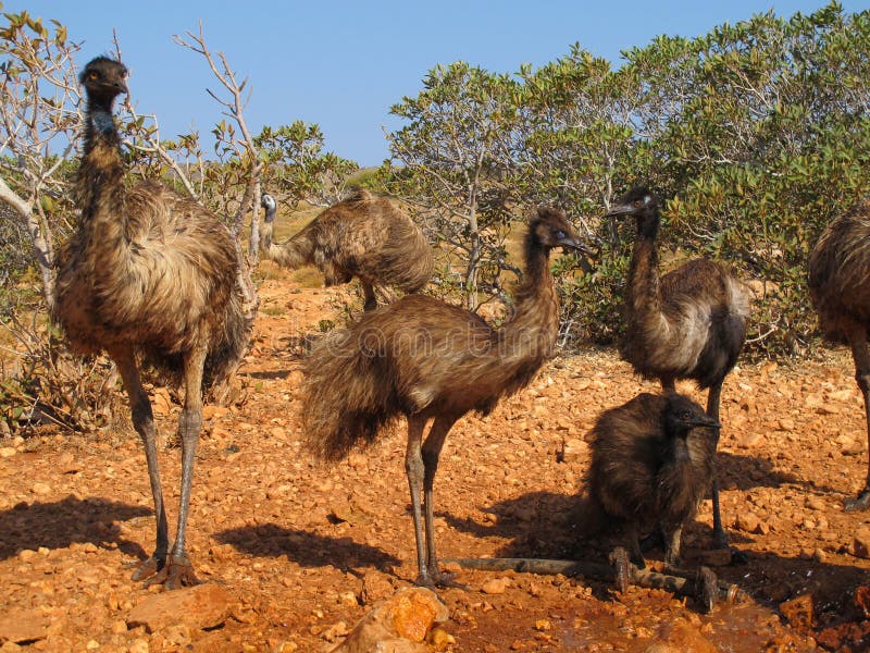 Emus, australia stock photo. Image of hair, neck, closeup - 65771404