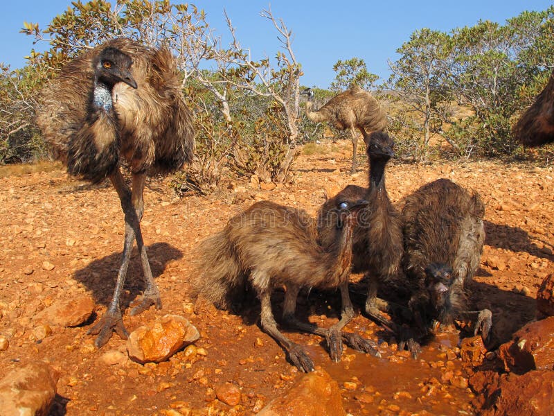 Emus, australia stock image. Image of beak, farm, feather - 65771437