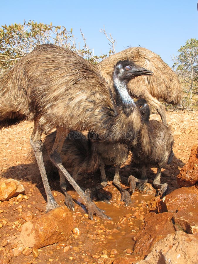 Emus, australia stock image. Image of emus, cleland, nature - 65771561