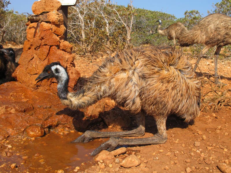 Emus, australia stock image. Image of outback, animal - 65771615
