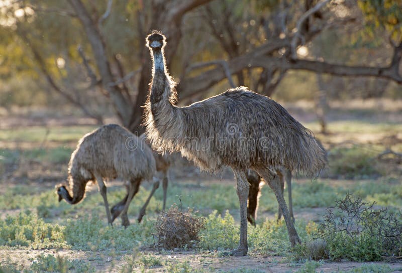 Emus stock photo. Image of flock, wildlife, nature, outback - 83969554