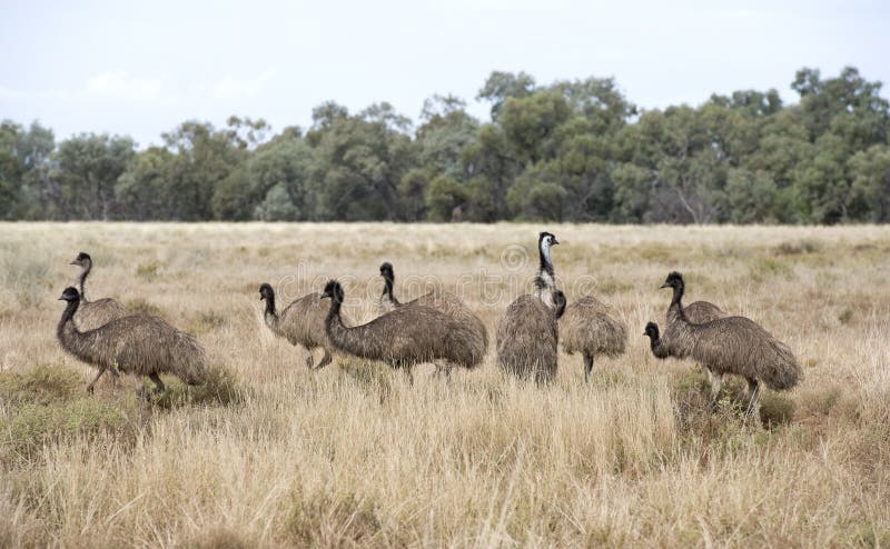Flock of Emus stock photo. Image of wales, outback, emus - 31925002