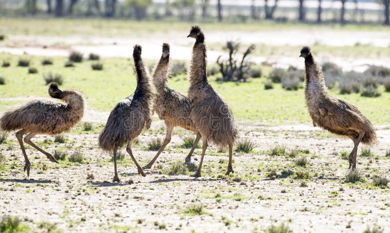 Emus stock image. Image of birds, outback, nature, running - 78092013