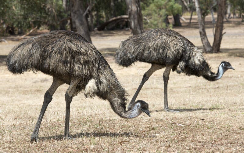 Two Emus Stock Photos - Free & Royalty-Free Stock Photos from Dreamstime