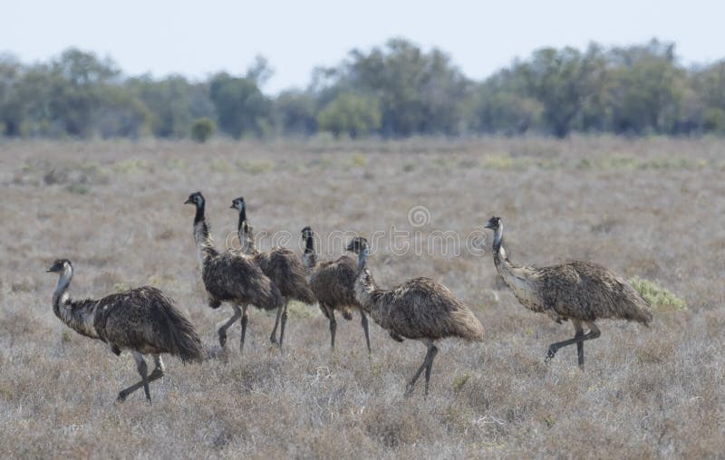 Flock of Emus stock photo. Image of wales, outback, emus - 31925002