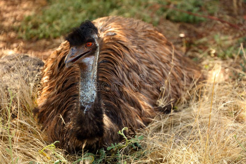 8,861 Emu Fotos - Kostenlose und Royalty-Free Stock-Fotos von Dreamstime