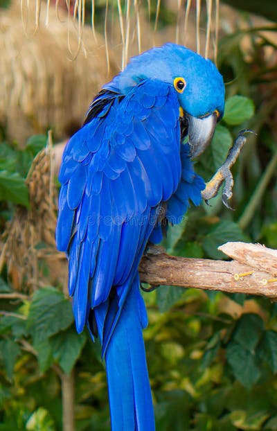En blå papegoja arkivfoto. Bild av tagg, färgglatt, rosa - 54615512