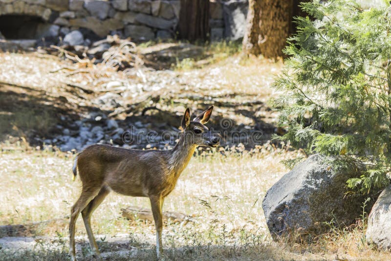 En Bock I Den Yosemite Nationalparken Arkivfoto - Bild av gräs, enigt ...