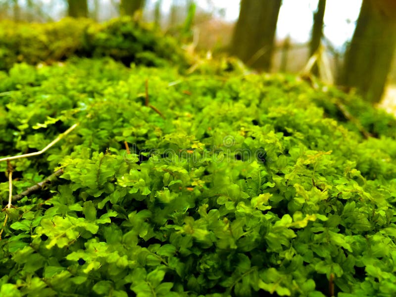 En buske fotografering för bildbyråer. Bild av skog, buske - 54890267