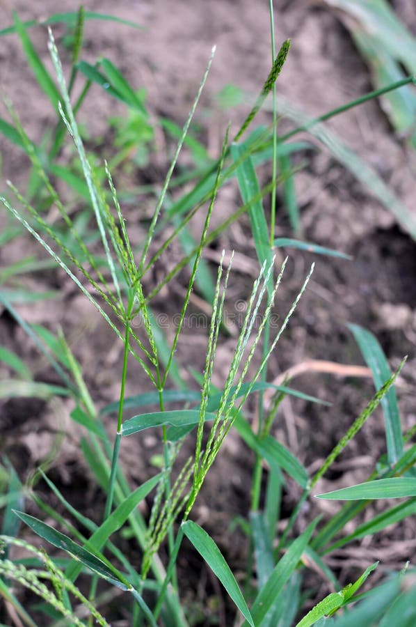 Digitaria Sanguinalis Aislada En Blanco Foto de archivo - Imagen de ...