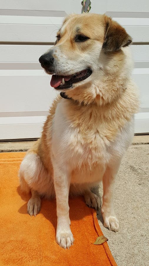 En fluffy hund arkivfoto. Bild av fluffigt, hund, papp - 159268674