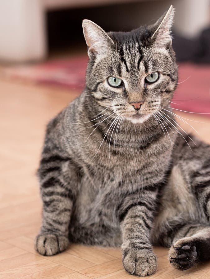 En grå randig katt arkivfoto. Bild av lekfull, hemhjälp - 53905336