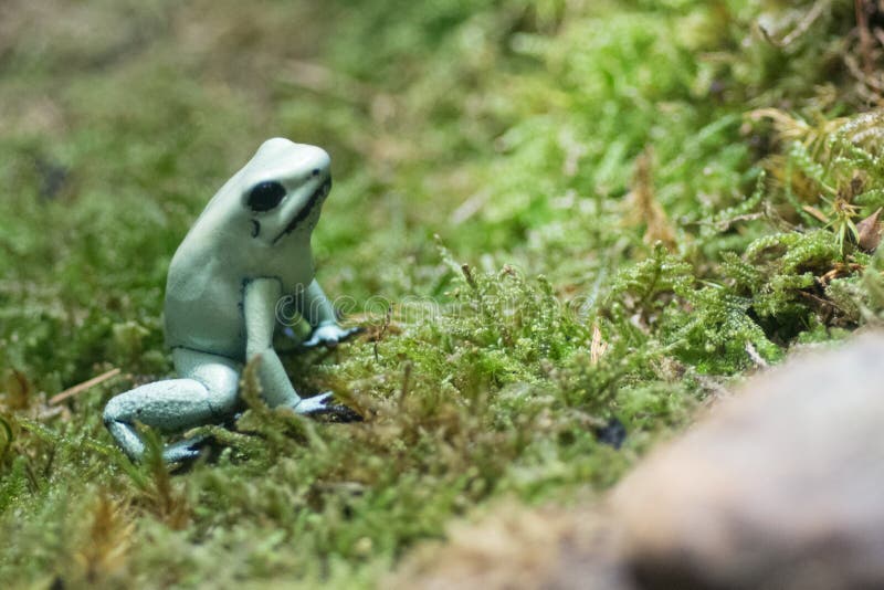 Orange Pilgroda/Phyllobates Terribilis Fotografering för Bildbyråer ...