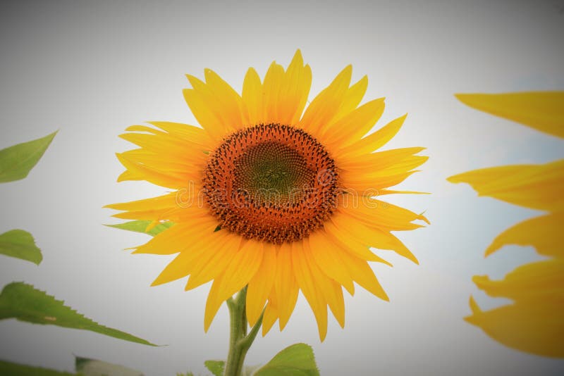 En Gul Solros Med En Vit Bakgrund Fotografering för Bildbyråer - Bild ...