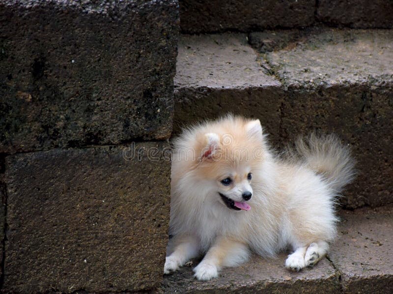 En gullig liten vit hund arkivfoto. Bild av bakgrund - 118866070