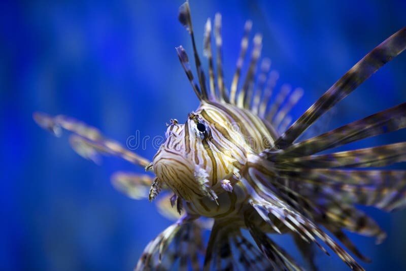 6,359 Giftig Fisk Foton - Gratis och royaltyfria stockfoton från Dreamstime