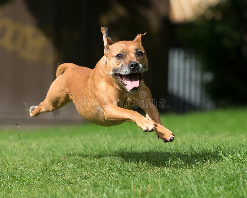En hond die lopen springen stock foto. Image of lief - 36550158