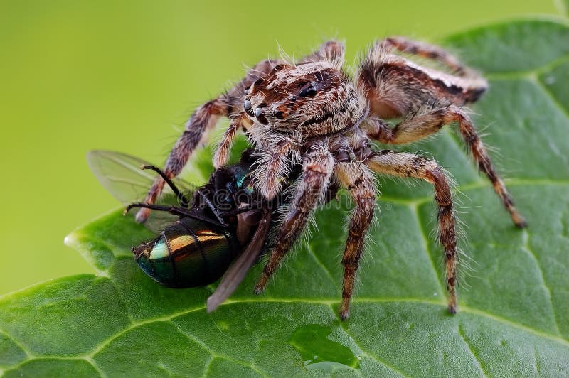 En hoppspindel arkivfoto. Bild av spindel, ekologiskt - 30253124