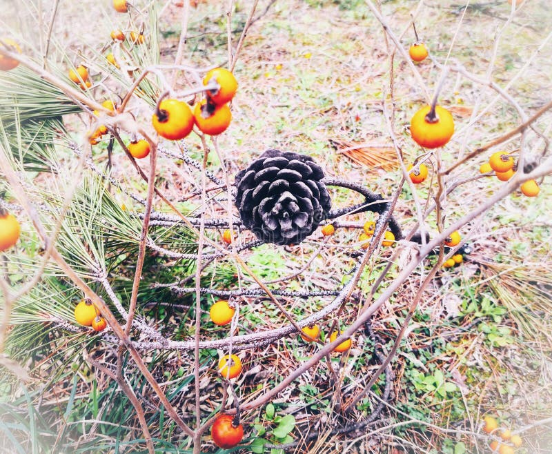 En kotte i skog fotografering för bildbyråer. Bild av gräs - 110260319