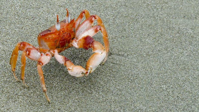 Strandkrabba arkivfoto. Bild av sand, krabba, skal, jordluckrare - 15706590