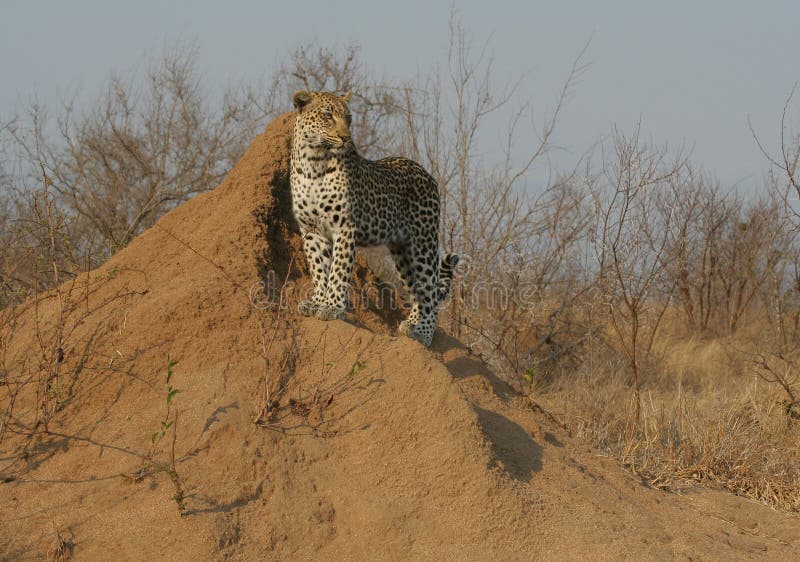 Dos Leopardos Que Se Colocan En El árbol Foto de archivo - Imagen de ...