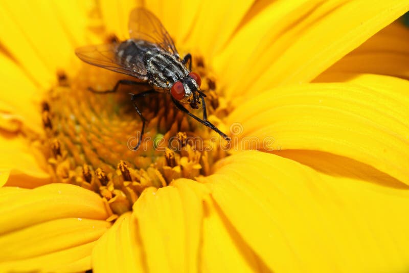 En liten fluga arkivfoto. Bild av litet, zooma, blomma - 150851888