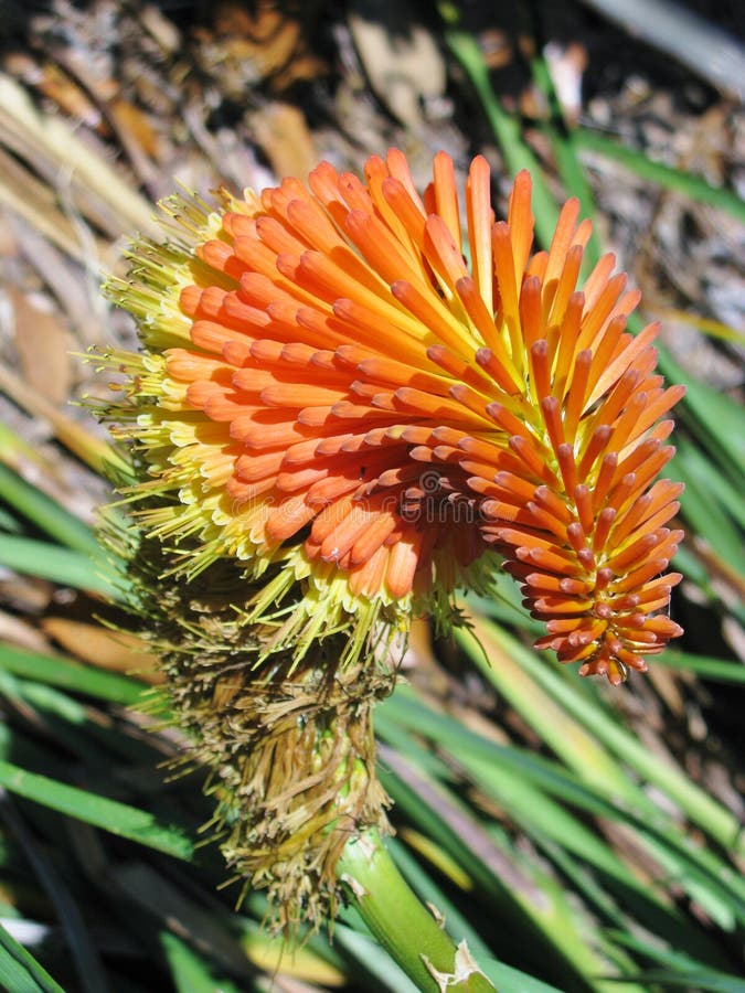 Orange blomma blommor fotografering för bildbyråer. Bild av blommor ...