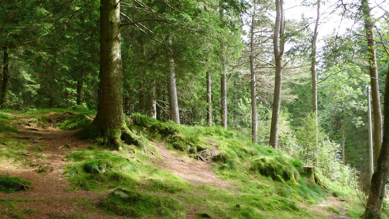 En skog i Norge arkivfoto. Bild av plats, äventyr, semester - 52029988