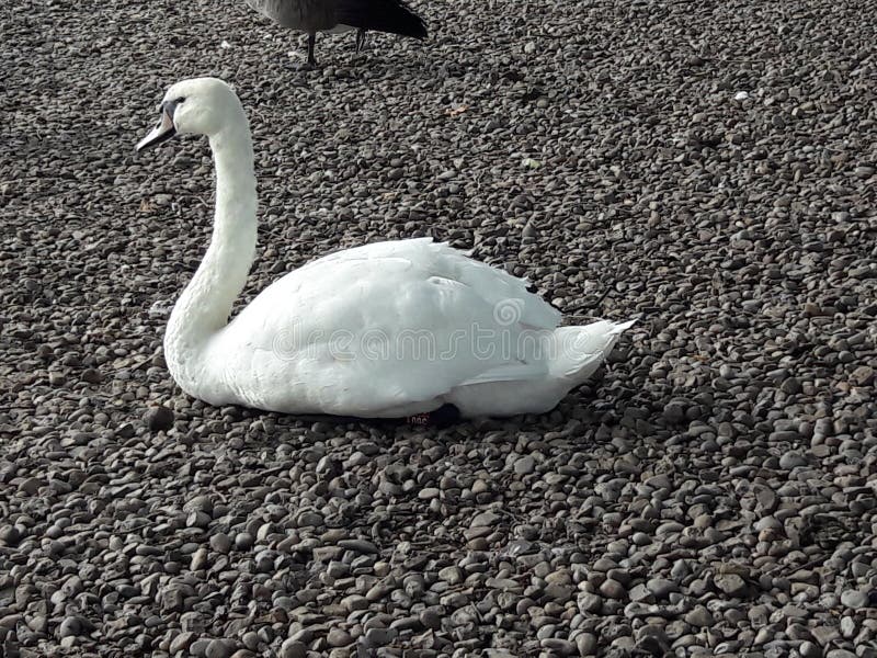 En svan arkivfoto. Bild av fjädrar, vitt, svan, svart - 110644518