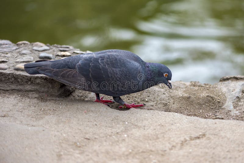 Svart duva arkivfoto. Bild av close, closeup, angus - 113574696