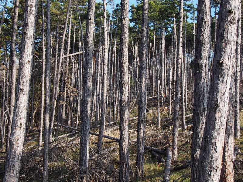 En tallskog arkivfoto. Bild av tall, grön, växt, växter - 131305156