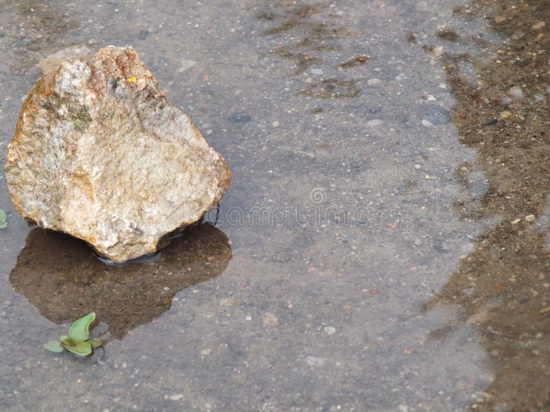 Planta Seca En Un Charco Del Agua En Un Desierto Imagen de archivo ...