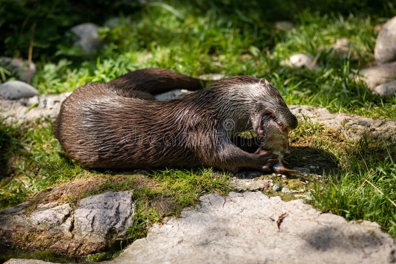 Utter Stock Foton , bilder och fotografi - Ladda ner 9,232 foton