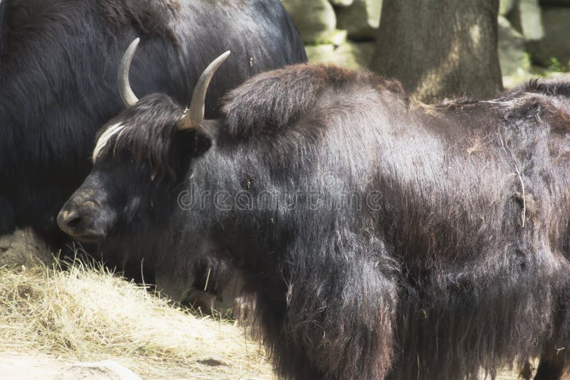 En vattenbuffel i en zoo fotografering för bildbyråer. Bild av luddigt ...