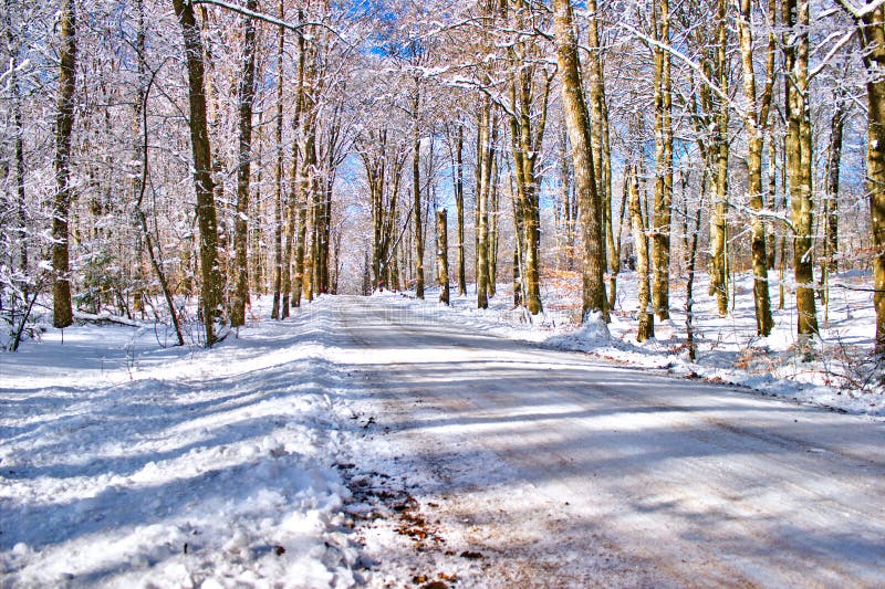 Vinter I Den Svenska Skogen Fotografering för Bildbyråer - Bild av bygd ...