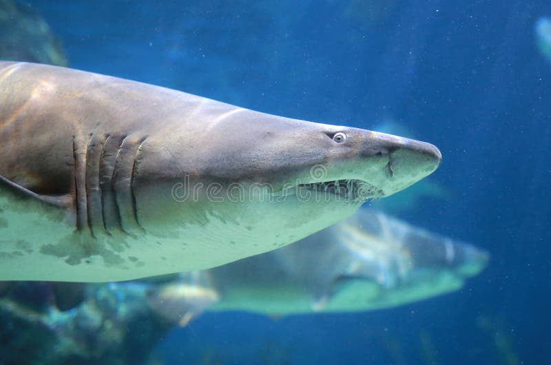 1,078 Haj Under Vatten Foton - Gratis och royaltyfria stockfoton från ...