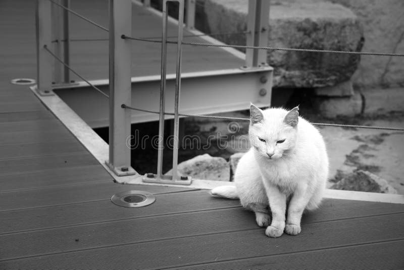En vit katt arkivfoto. Bild av vitt, barn, bakgrund - 111637708