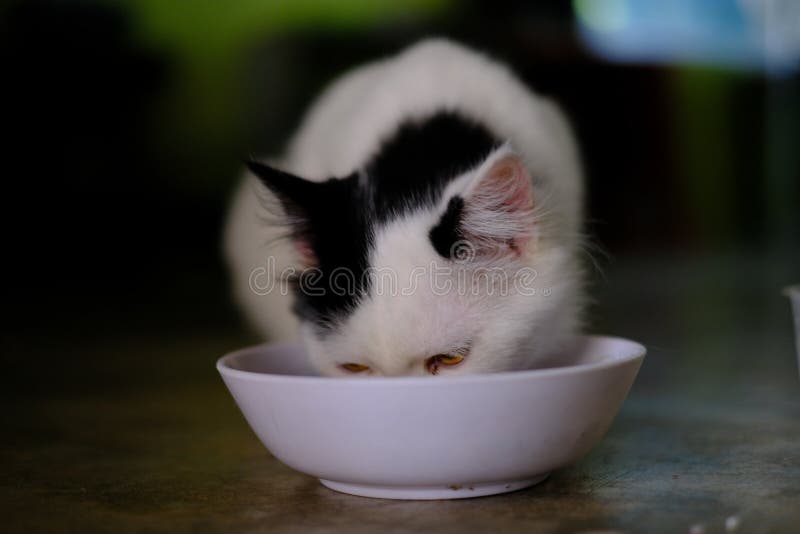 En Vit Katt Med Medellångt Hår, Som En Perser- Eller Trashankavel Som ... En Vit Katt Med Medellångt Hår, Som En Perser- Eller Trashankavel Som ...