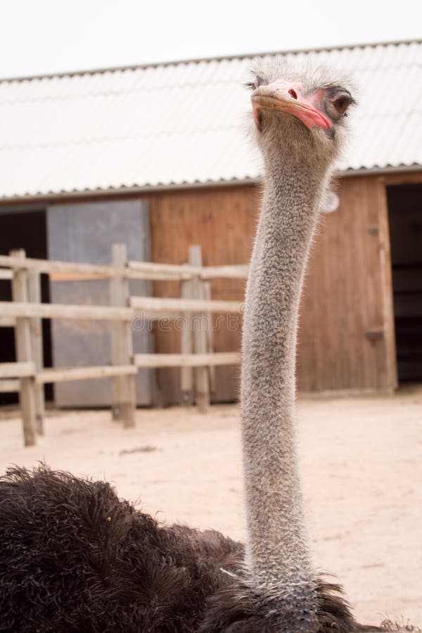 En vuxen struts fotografering för bildbyråer. Bild av stort - 68640501