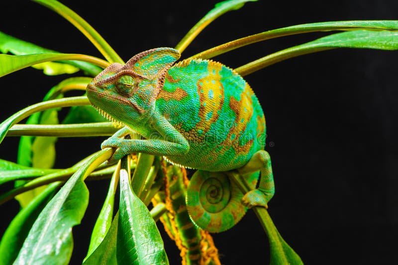 En Yemen kameleont arkivfoto. Bild av kameleont, ödla - 35392734