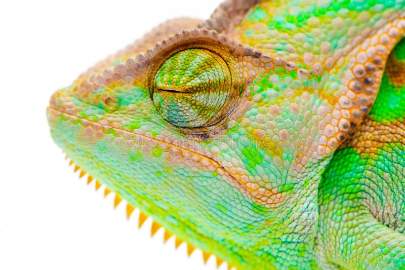 En Yemen kameleont fotografering för bildbyråer. Bild av anhydrous ...