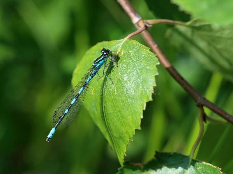 Enallagma cyathigerum stock image. Image of fauna, beautiful - 56225893