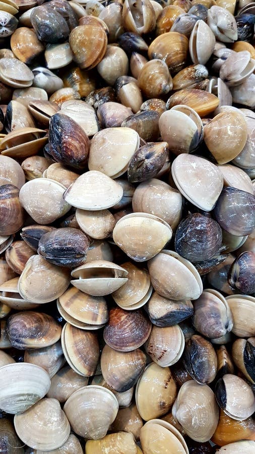 Enamel venus shell stock photo. Image of heap, venus - 90407274