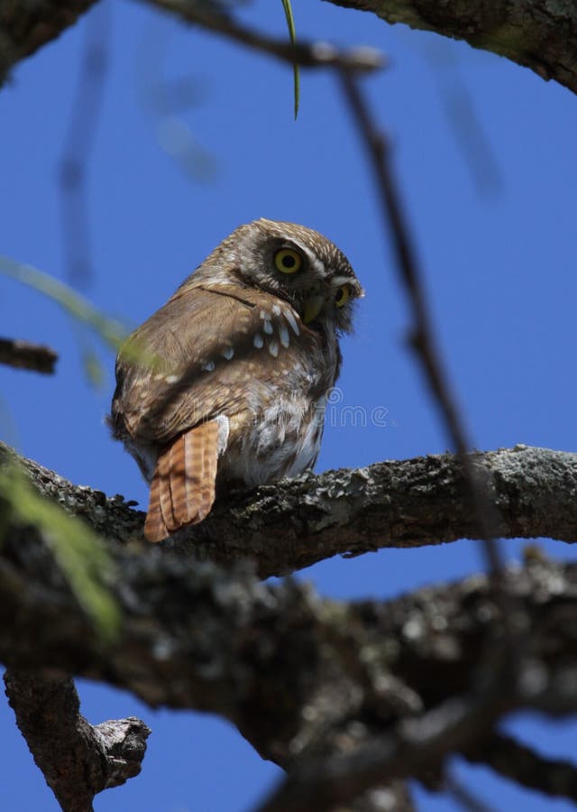 Lechuza enana ferrugínea foto de archivo. Imagen de lindo - 13024542
