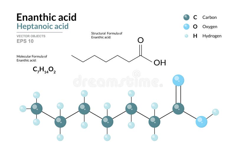 Enanthic Acid. Heptanoic Acid. Structural Chemical Formula and 3d Model ...