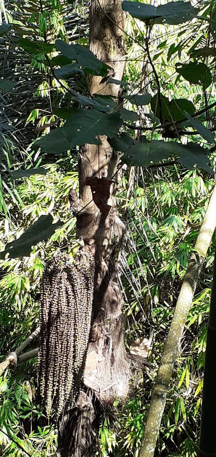Enau Tree for Traditional Sugar Stock Photo - Image of enau ...